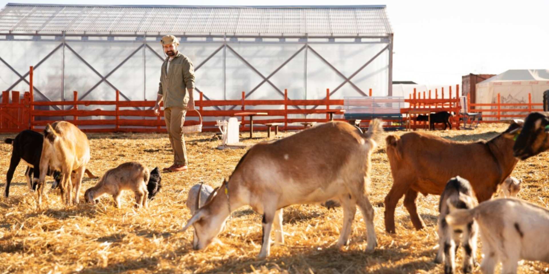 How To Start A Dairy Farm In India (2025 Complete Guide)