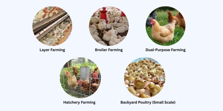 Poultry Farming Business Plan - (2025 Edition) Download Now